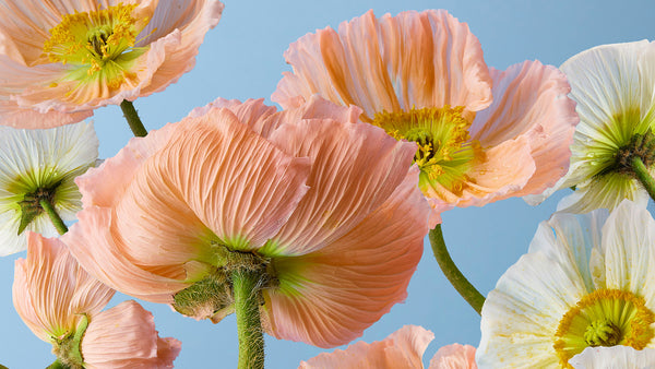 Ocean Therapy: How Salt Air & Sunlight Boost Serotonin Naturally